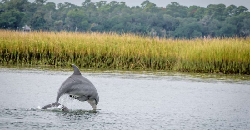 Savannah: Dolphin Spotting and Wildlife Eco Cruise - Key Points