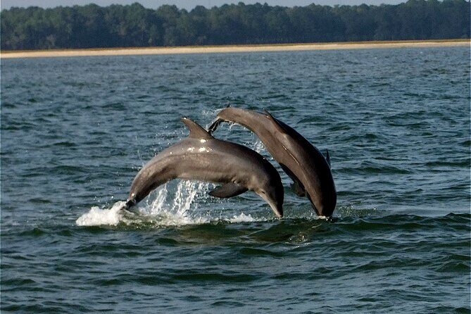 Savannah Sunset Dolphin Eco Tour - Key Points