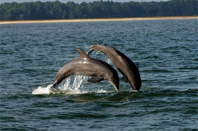 Savannah Sunset Dolphin Eco Tour - Practical details you should know