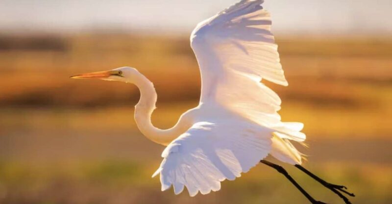 Savannah: Sunset Dolphin Watching Eco Tour by Boat - FAQ