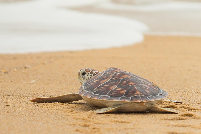 Savannah to Tybee Island with Dolphin Cruise - Who Will Love This Tour?