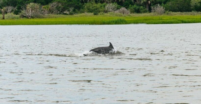 Savannah: Tybee Island Dolphin Tour - Key Points