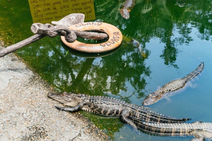 Savannah: Tybee Island Dolphin Tour - The Dolphin Cruise