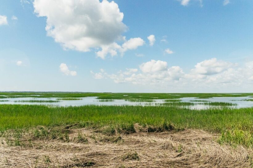 Savannah: Tybee Island Dolphin Tour - Scenic Views and Photo Opportunities
