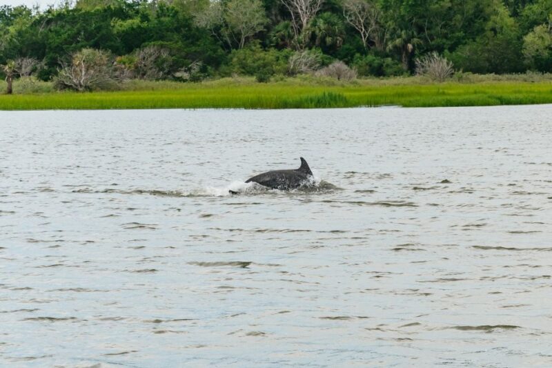 Savannah: Tybee Island Dolphin Tour - Savannah: Tybee Island Dolphin Tour — A Thorough Look