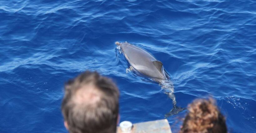 Savona: Pelagos Sanctuary Wildlife Cruise with Guide - An In-Depth Look at the Pelagos Sanctuary Wildlife Cruise