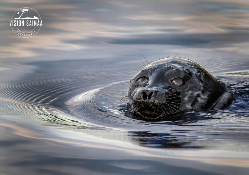 Savonlinna: Evening Photography Tour on lake Saimaa - Key Points
