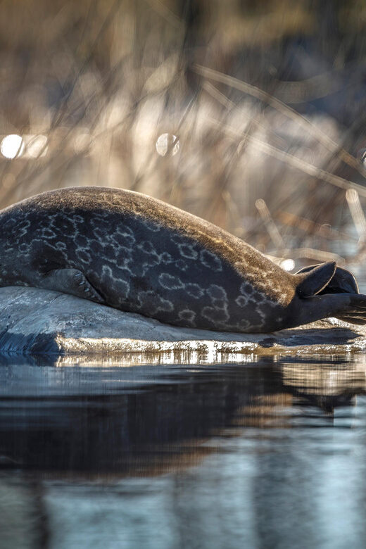 Savonlinna: Evening Photography Tour on lake Saimaa - The Details of the Lake Saimaa Evening Photography Tour