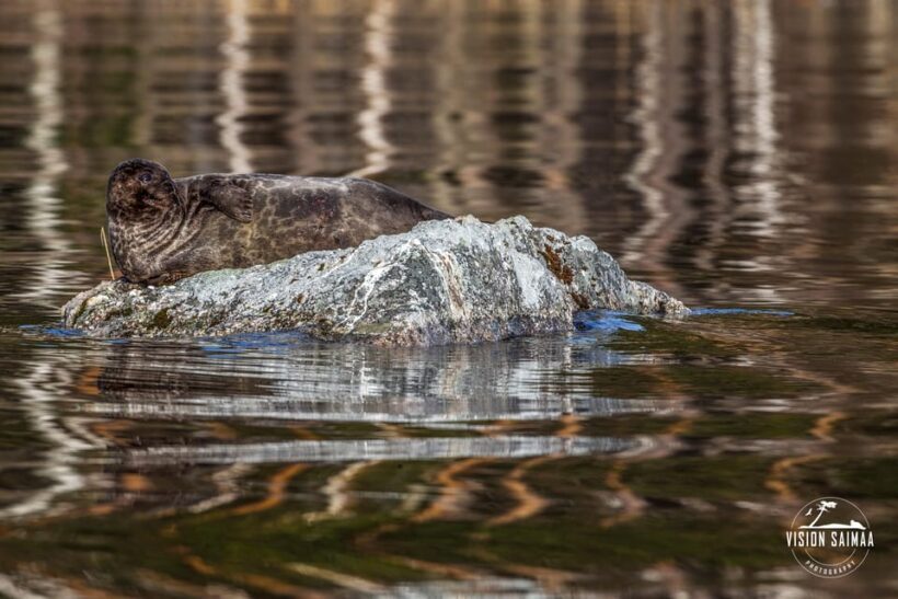Savonlinna: Evening Photography Tour on lake Saimaa - FAQs
