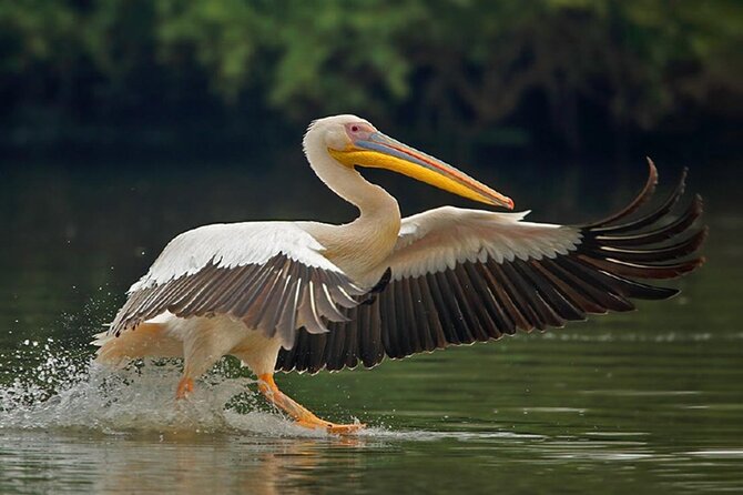 Sawai Madhopur: Private Chambal Crocodile Safari All-Inclusive - Authenticity and Value: What Travelers Are Saying