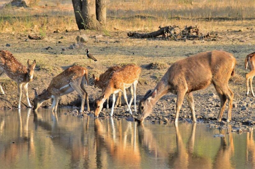 Sawai Madhopur: Ranthambore Guided Safari Trip - Key Points