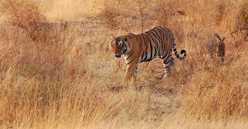 Sawai Madhopur: Ranthambore Guided Safari Trip - An Overview of the Ranthambore Safari Experience