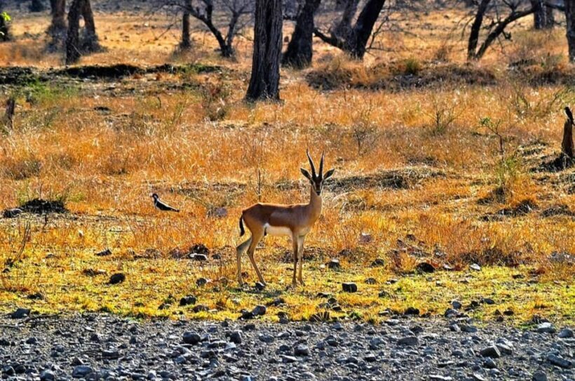 Sawai Madhopur: Ranthambore Guided Safari Trip - Experience from the Traveler’s Perspective