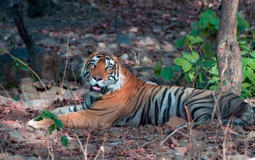 Sawai Madhopur: Ranthambore Guided Safari Trip - The Authentic Wildlife Experience