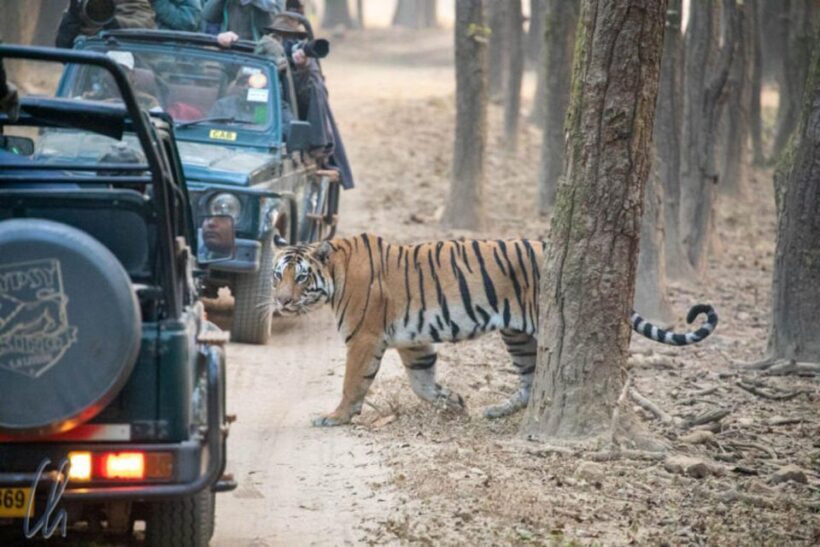 Sawai Madhopur: Ranthambore Guided Safari Trip - Who Should Consider This Tour?