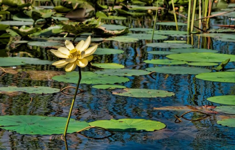 Sawgrass Park: Private 1-Hour Airboat Adventure Tour - Who Should Consider This Tour?