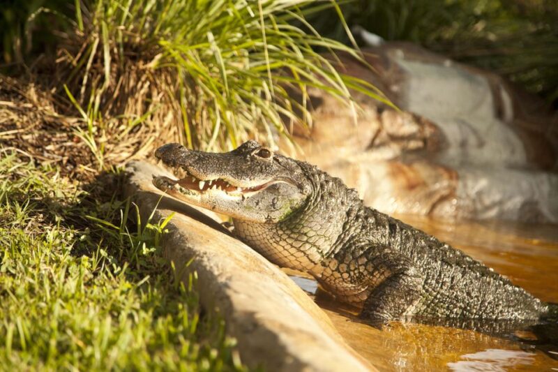 Sawgrass Park: Private 1-Hour Airboat Adventure Tour - What Makes This Tour Stand Out?