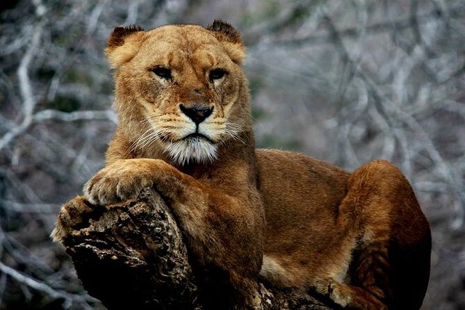 Scenic Day Tour of Hakone and Mount Fuji Private Tour (English) - Exploring Hakone