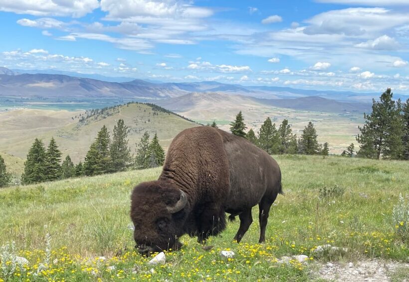 Scenic Driving Tour Flathead Lake and Bison Range - A detailed look at what this tour offers