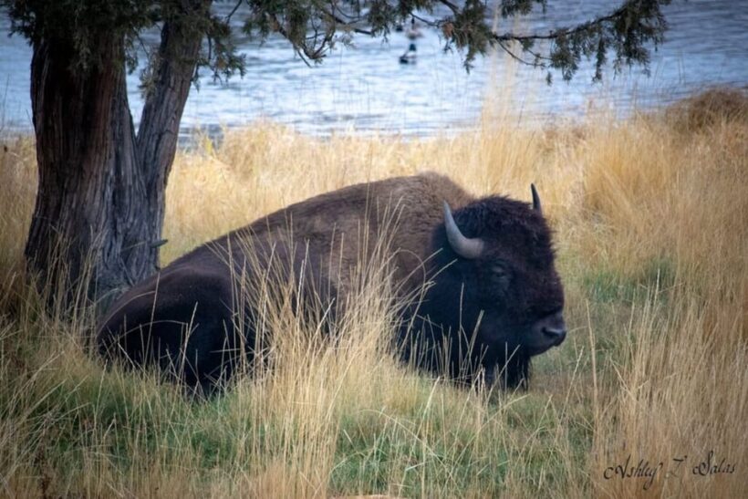 Scenic Driving Tour Flathead Lake and Bison Range - Who should consider this tour?