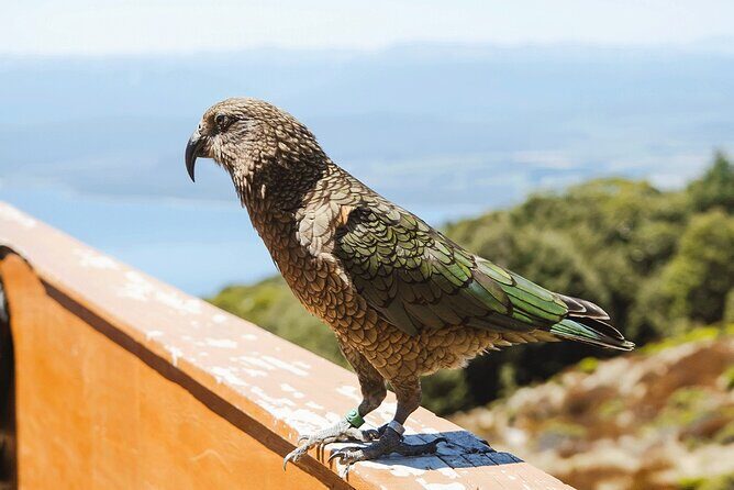 Scenic Helicopter & Kepler Guided Hike from Te Anau with Lunch - Who Is This Tour Best For?