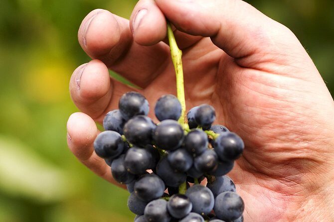 Scenic Hunter Valley Tour with Wine and Cheese Tastings - The Sum Up
