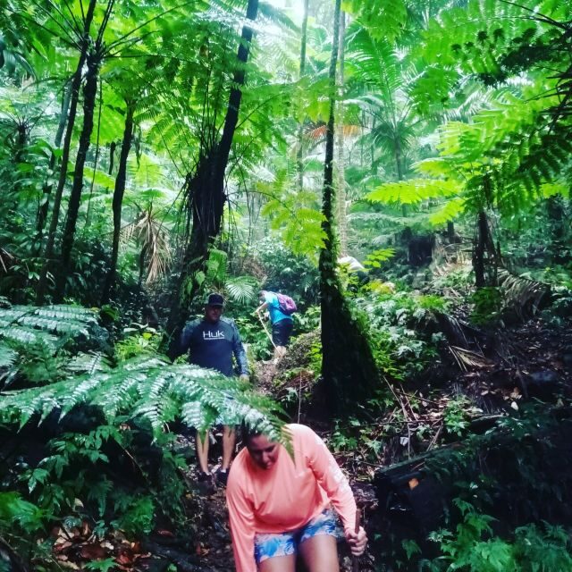 Scenic Rainforest Hike & Snacks - What to Bring and Wear