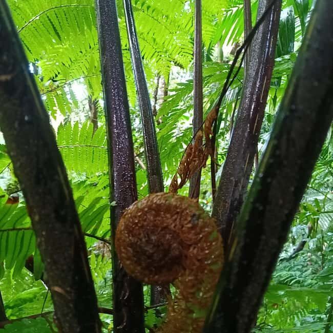 Scenic Rainforest Hike & Snacks - Who Might Not Be Suitable