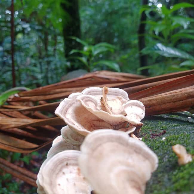 Scenic Rainforest Hike & Snacks - Similar Experiences to Consider
