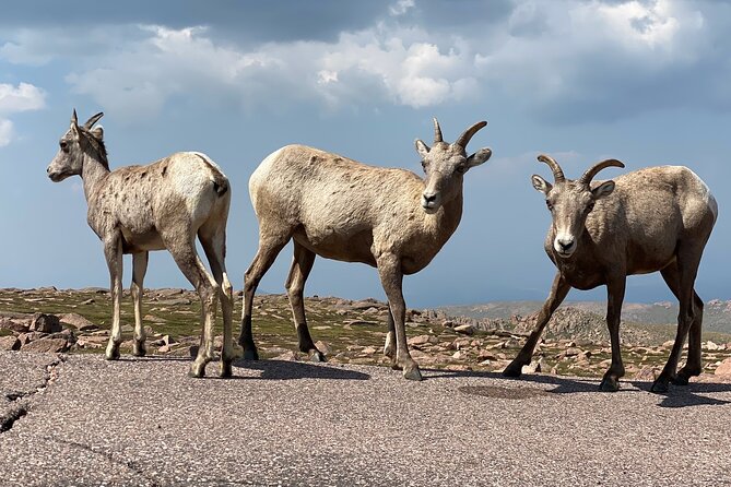 Scenic Tour of the Pikes Peak Highway - Flexible Photo Opportunities and Wildlife Viewing