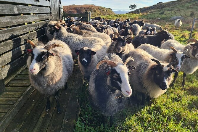 Scenic Tour to Steinsfjellet, Locals at Kringsjå & Rising Tide - Engaging With the Local Community