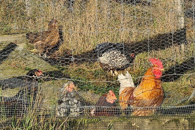 Scenic Tour to Steinsfjellet, Locals at Kringsjå & Rising Tide - Accessibility and Traveler Information