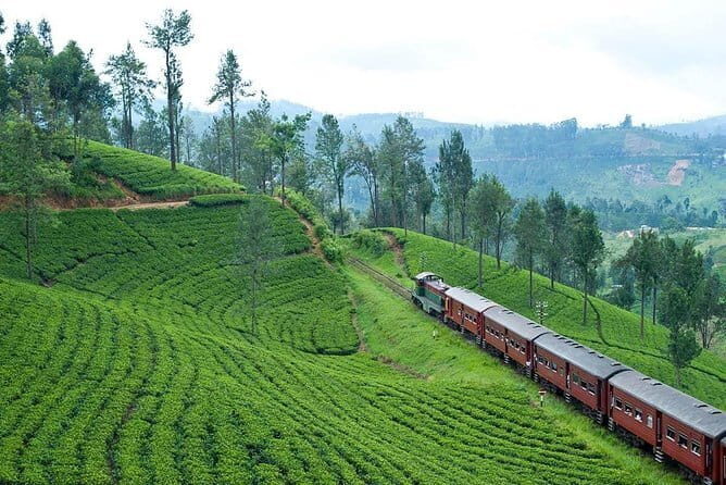 Scenic Train Ride Ella To Horton Plains National Park And Drop Nuwara Eliya - What Travelers Say