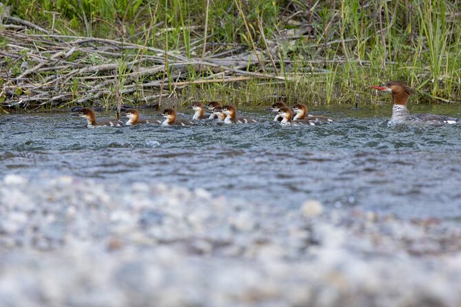 Scenic Wildlife Float Trip with Teton Views - Review Highlights from Past Travelers