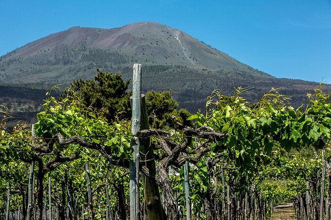 Scenic Wine Tasting & Lunch on the Slopes of Vesuvius From Naples - Accessibility and Recommendations