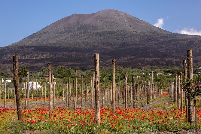 Scenic Wine Tasting & Lunch on the Slopes of Vesuvius From Naples - Customer Reviews and Feedback