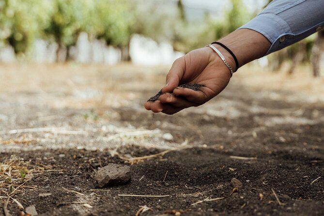 Scenic Wine Tasting & Lunch on the Slopes of Vesuvius From Naples - Exploring the Vineyards of Mount Vesuvius