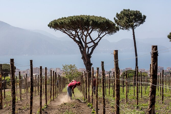 Scenic Wine Tasting & Lunch on the Slopes of Vesuvius From Naples - Savoring the Culinary Delights