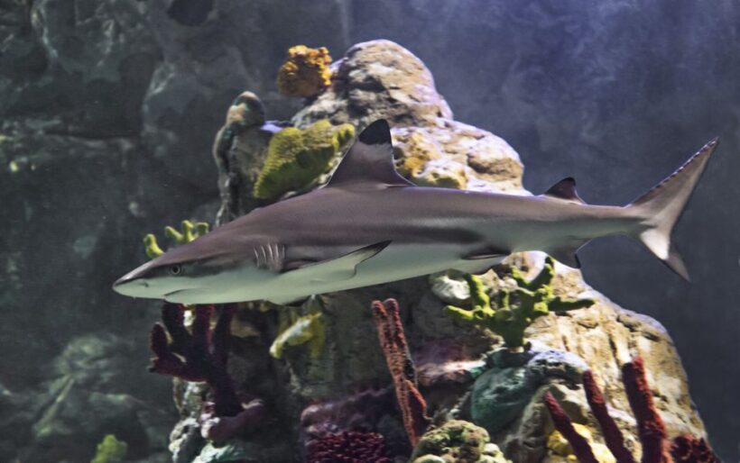 Scheveningen, The Hague: Sea Life Entry Ticket - Discovering Sea Life Scheveningen: A Practical Guide for Ocean Lovers