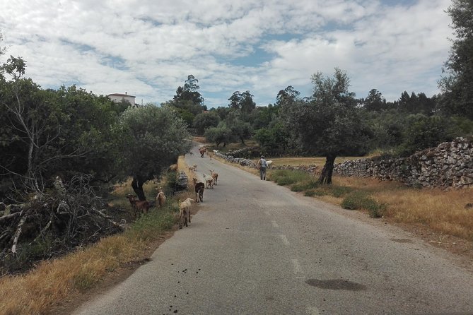 Schist Villages of Lousã, full-day from Coimbra - The Trevim Swing: A Unique Photo and Viewpoint