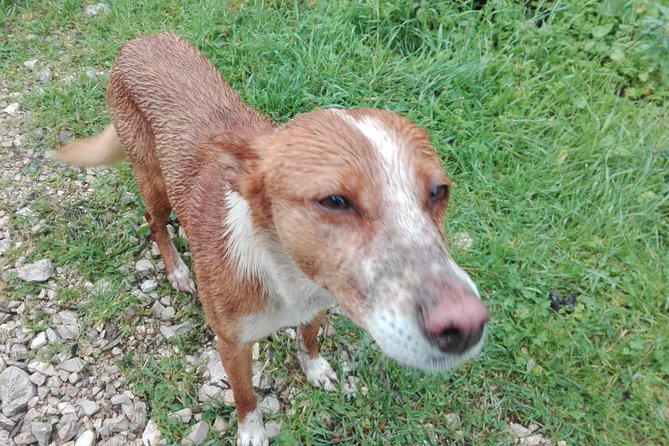 Schist Villages of Lousã, full-day from Coimbra - Final Thoughts: Who Will Love This Tour?