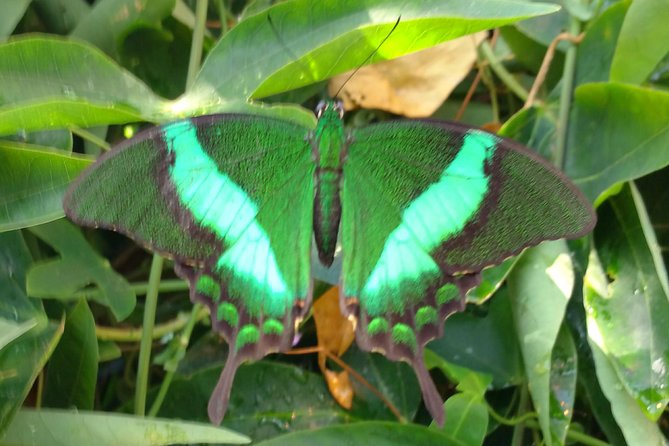 Schmetterlinghaus - Imperial Butterfly House Vienna Admission Ticket - Key Points