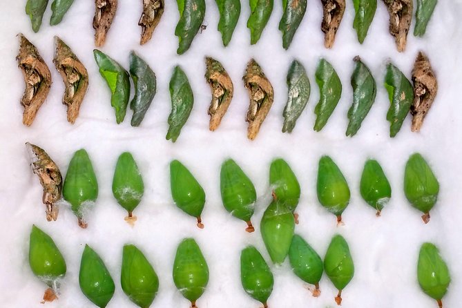 Schmetterlinghaus - Imperial Butterfly House Vienna Admission Ticket - Since You Asked