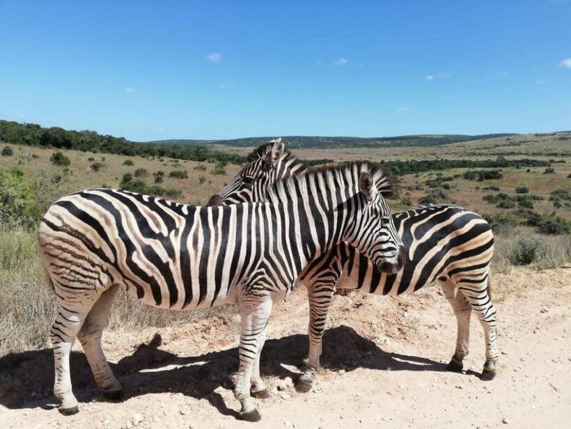 Schotia Private Game Reserve Safari - An In-Depth Look at the Safari Experience