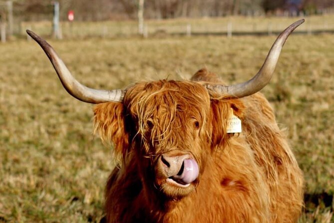 Scotland Lochs & Glens Day Tour - FAQs