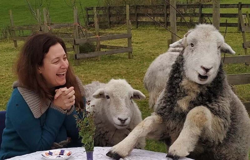 Scotland: Relaxation Retreat with Naughty Sheep - An Overview of the Experience