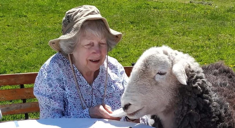 Scotland: Relaxation Retreat with Naughty Sheep - Wholesome Chaos: Tea with Naughty Sheep