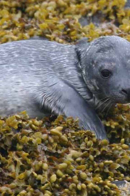 Scottish Highlands: Isle of Skye Glass-Bottom Boat Tour - Exploring the Itinerary in Detail