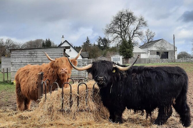 Scottish Whisky & Ancient Urquhart Castle & Loch Ness From Port - Guide Performance and Customer Feedback