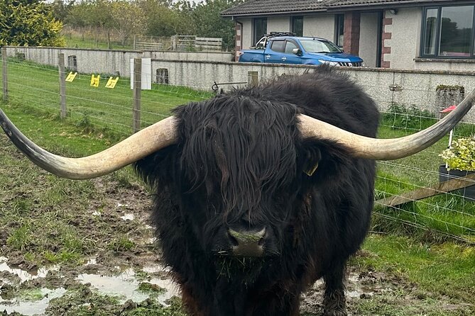 Scottish Whisky & Ancient Urquhart Castle & Loch Ness From Port - Visiting the Glen Ord Distillery